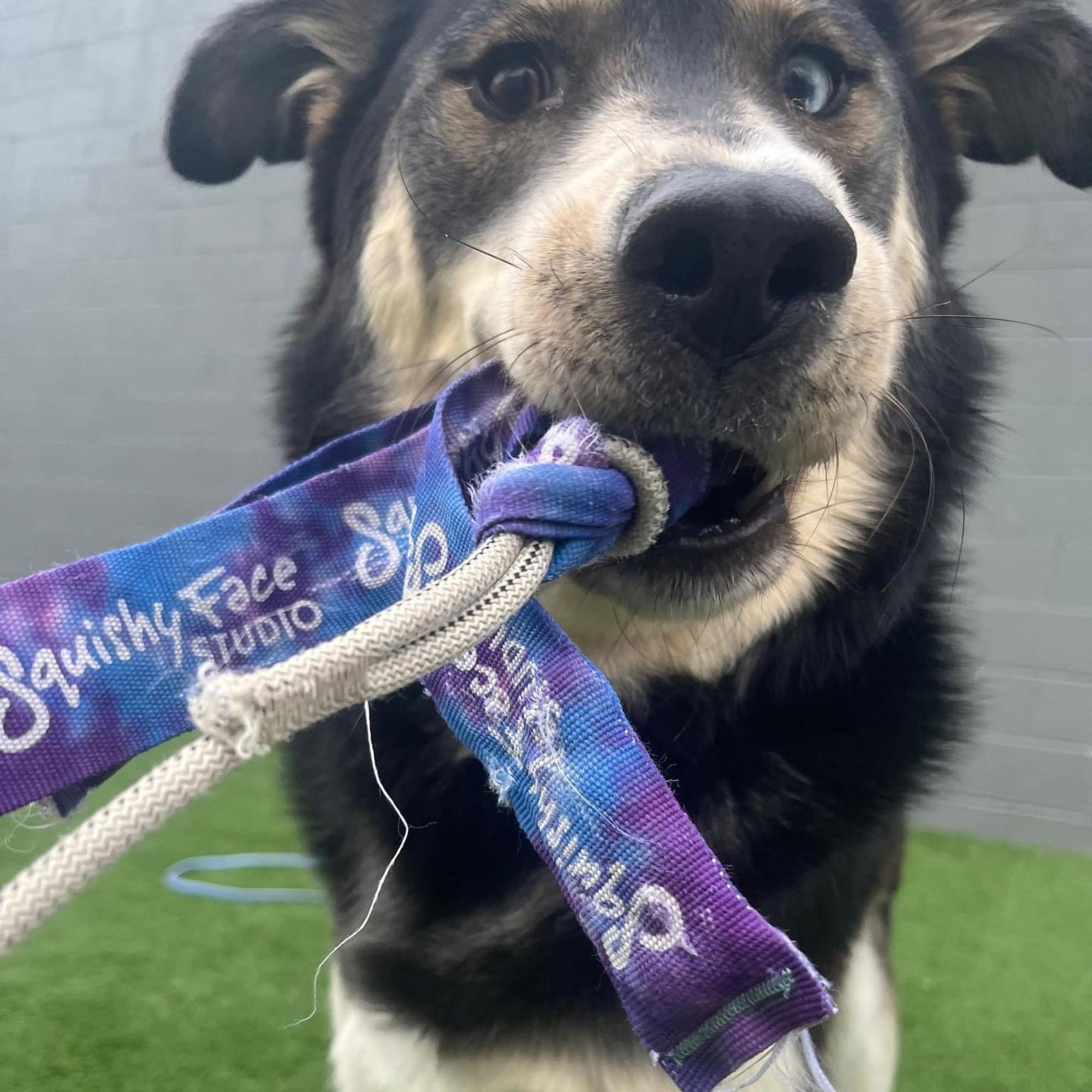 Squishy Face Flirt Poles Improve Your Dog's Health, Behavior and ...